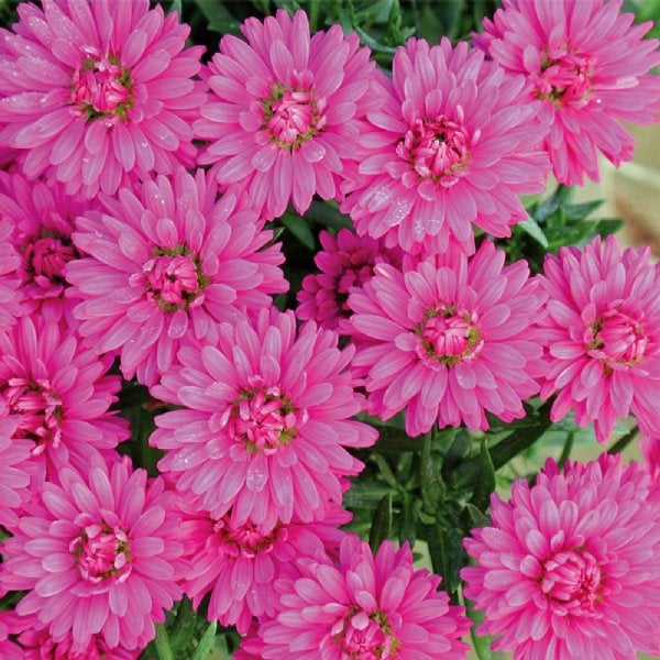 dark pink aster